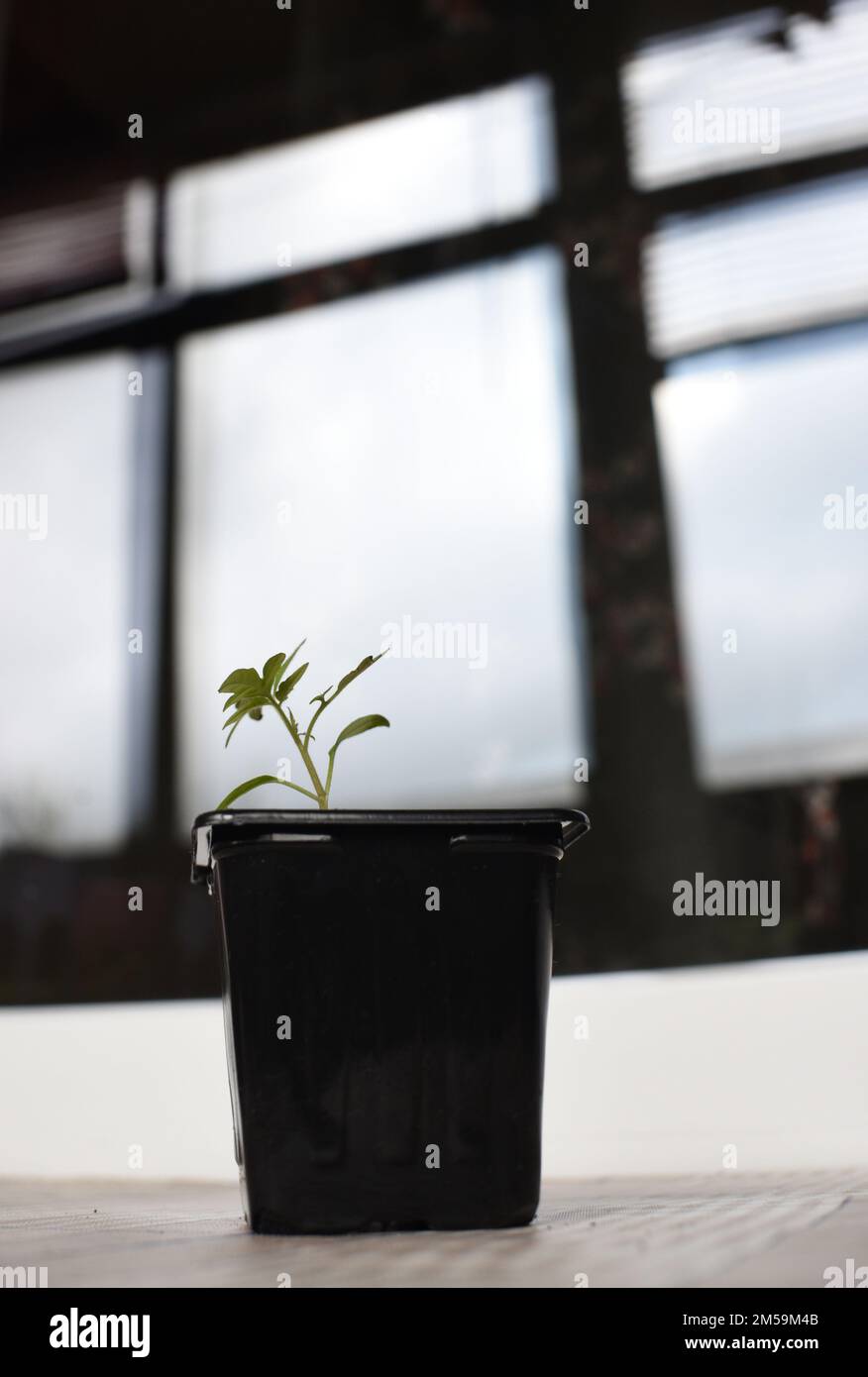 seeding plants in the pot on the window in spring Stock Photo - Alamy