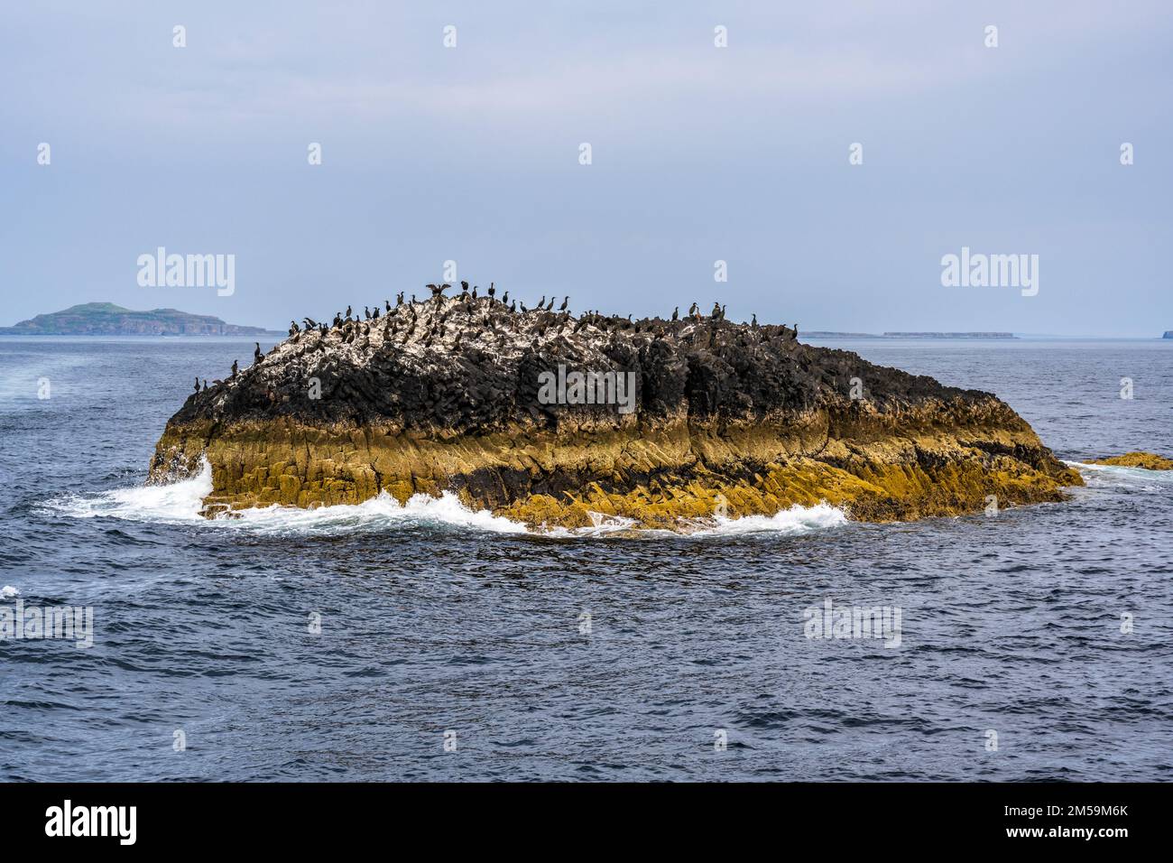 Shag colony on outcrop of rock on approach to Isle of Staffa, Inner ...