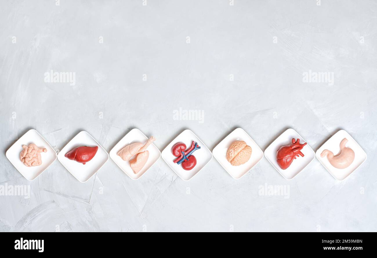 Detailed toy copies of essential human body organs in small white trays ...
