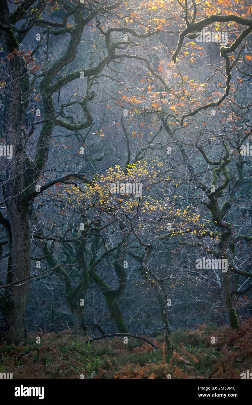 Wiggly, moss covered branches of oak trees in an ancient oak wood in ...
