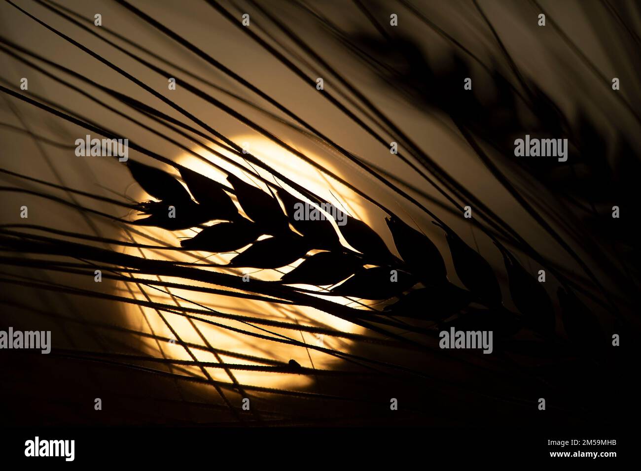 A closeup of the wheat spike silhouette with the background of the ...