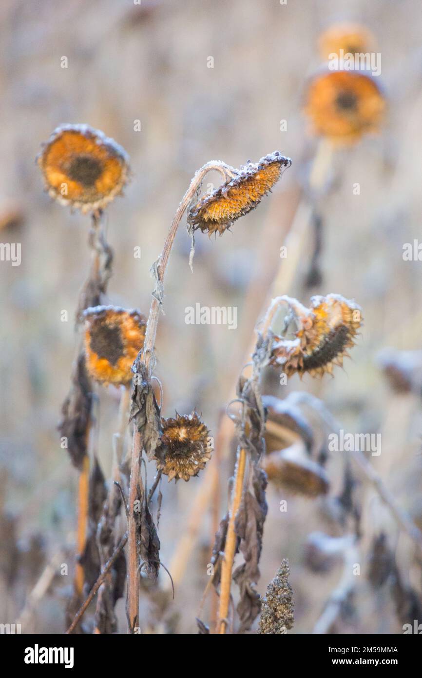 Faded sunflowers in a farmers field, planted to feed wild birds, in ...
