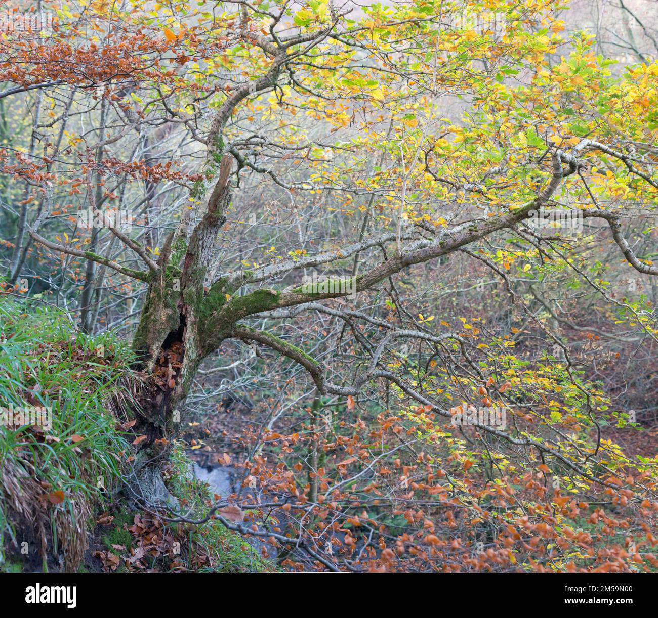 Gnarly old oak tree in an English oak wood in Autumn with golden and ...