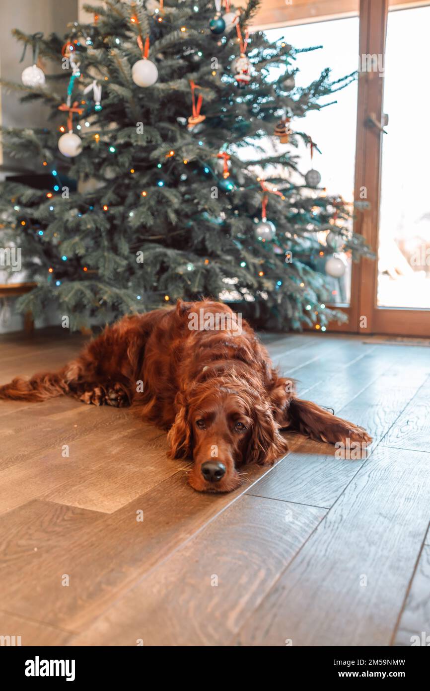 Happy New Year, Christmas. Cute Irish Setter lying down lying next to ...