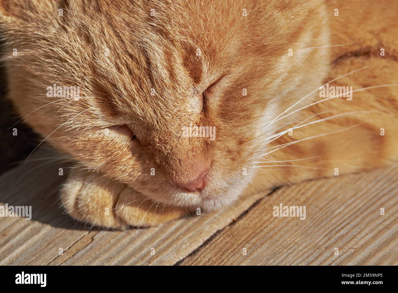 Orange cats sleeping hi-res stock photography and images - Alamy