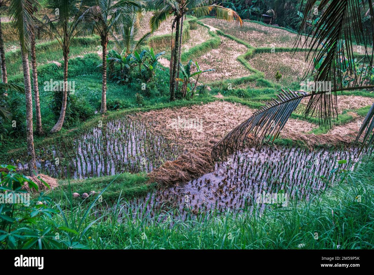 Tegallalang rice terraces in Ubud on the island of Bali in Indonesia ...
