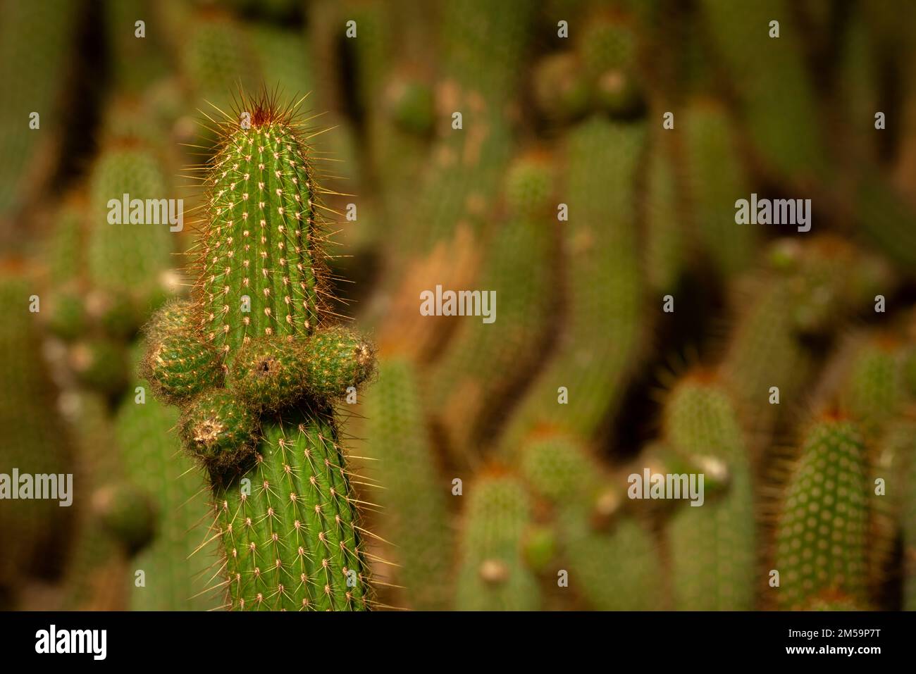 Moroccan cactus hi-res stock photography and images - Alamy