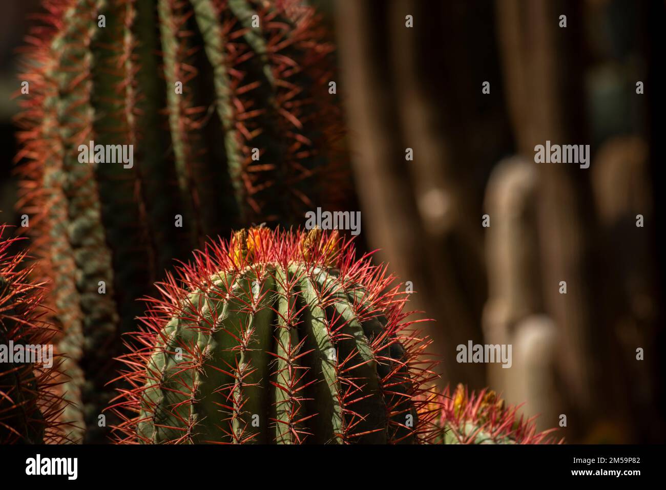 Cactus in a moroccan garden Stock Photo - Alamy