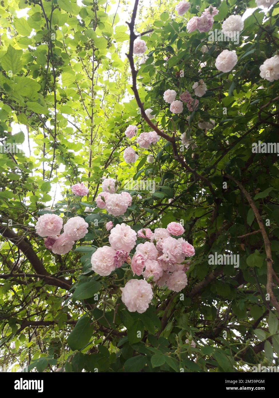 Many branches with beautiful fragrant pink roses in a garden Stock ...