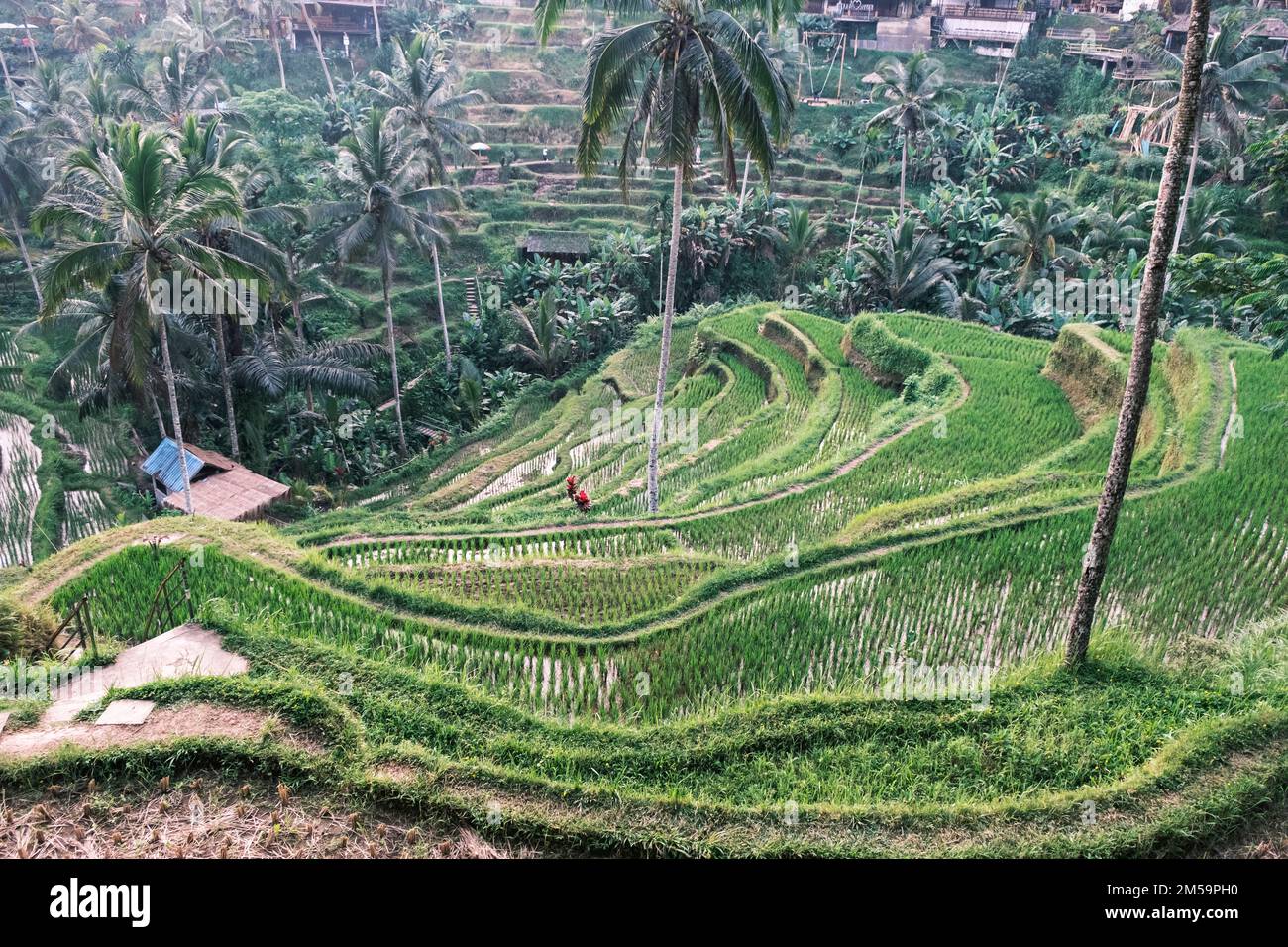 Tegallalang rice terraces in Ubud on the island of Bali in Indonesia ...