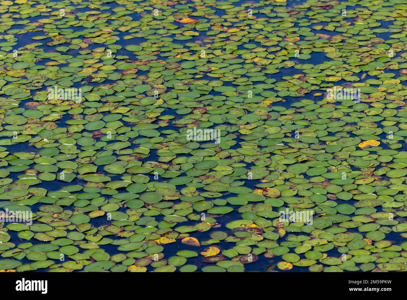 A pond with many Lily pads floating on the surface Stock Photo - Alamy