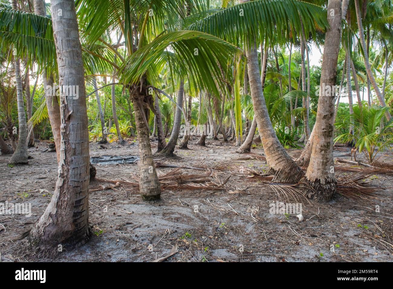 Remote tropical island paradise with thick forest vegetation of coconut ...