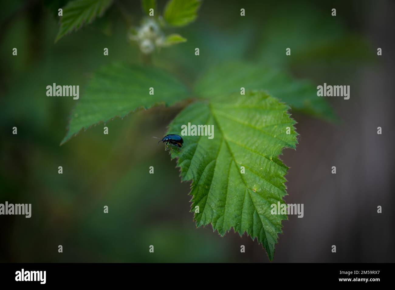 A micro closeup shot of a black bug on a green leaf in a garden Stock ...