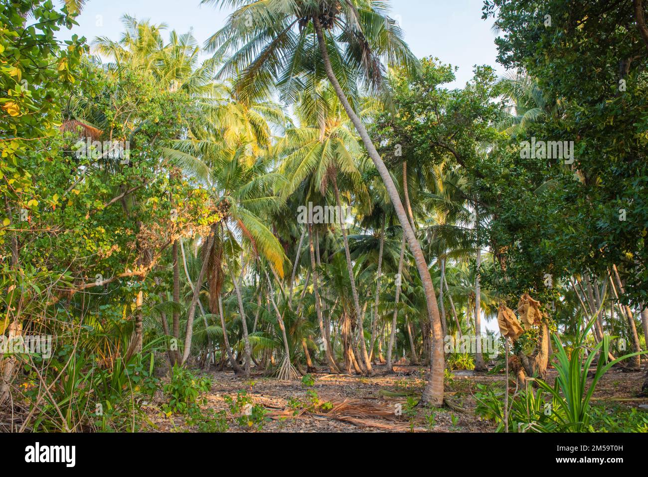 Remote tropical island paradise with thick forest vegetation of coconut palm trees cocos ...