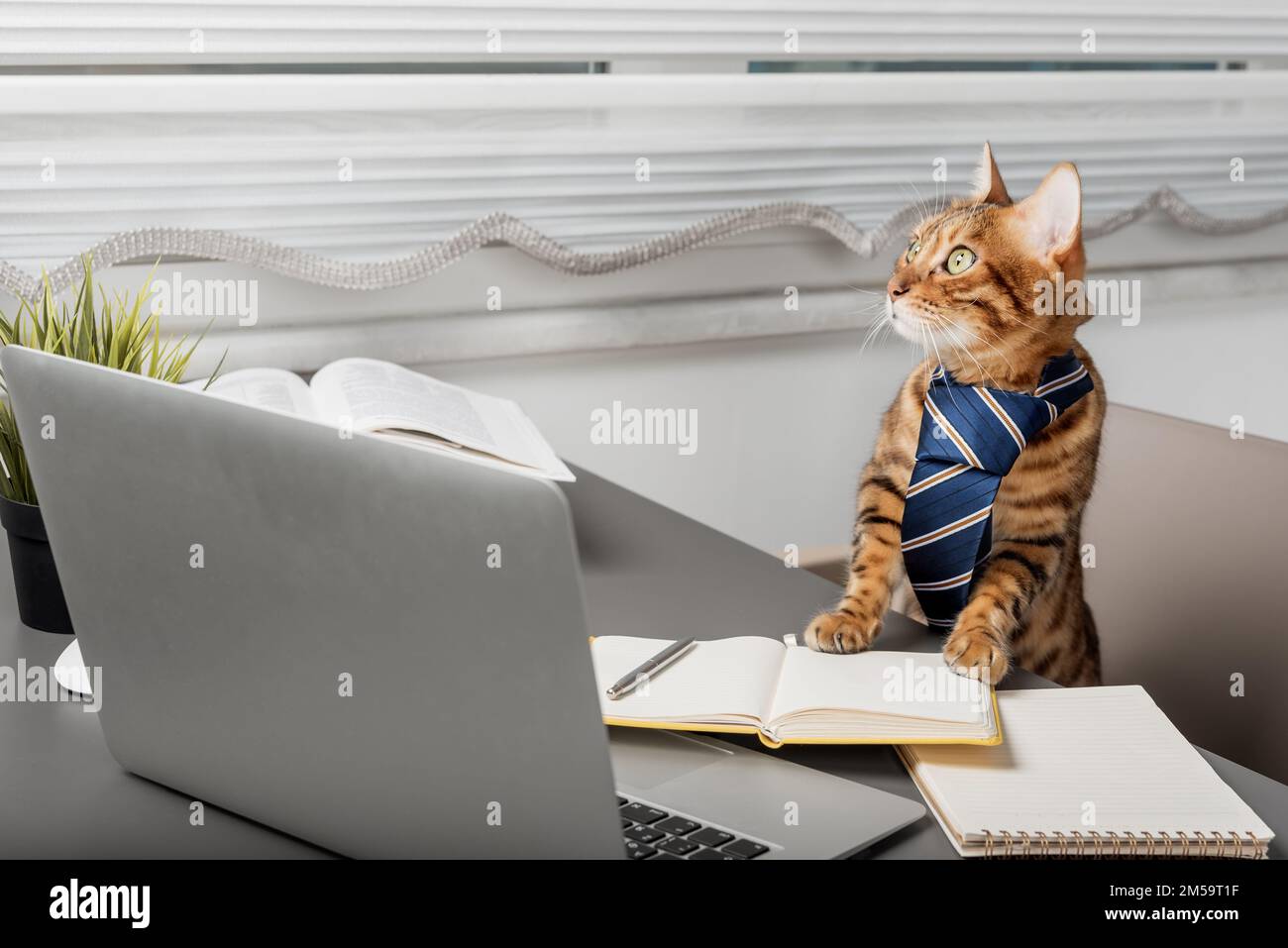 Funny Bengal cat in a tie behind a laptop. The cat is a manager or a ...