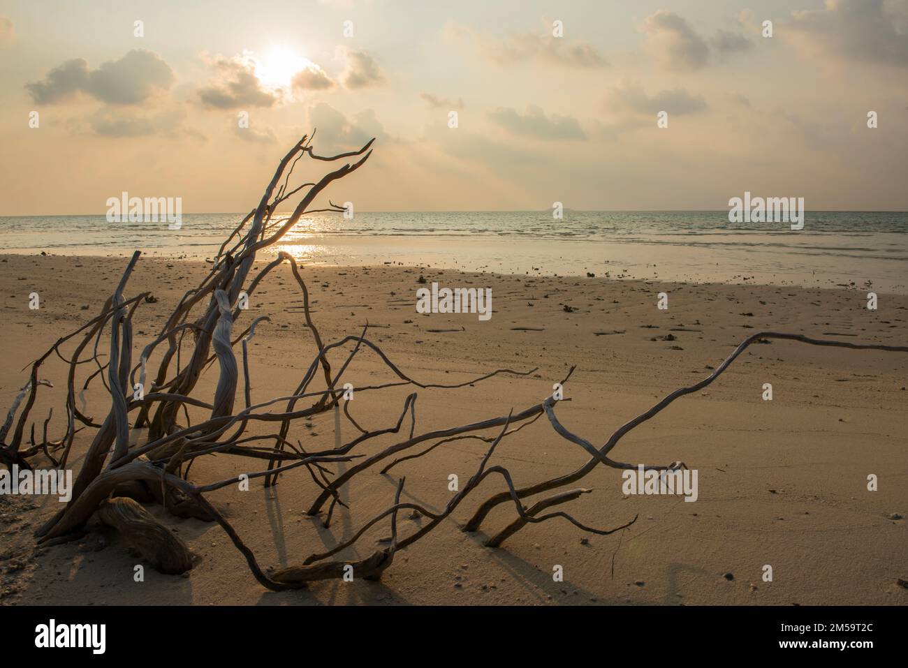 Remote tropical island paradise with beach and dead tree branches wood ...