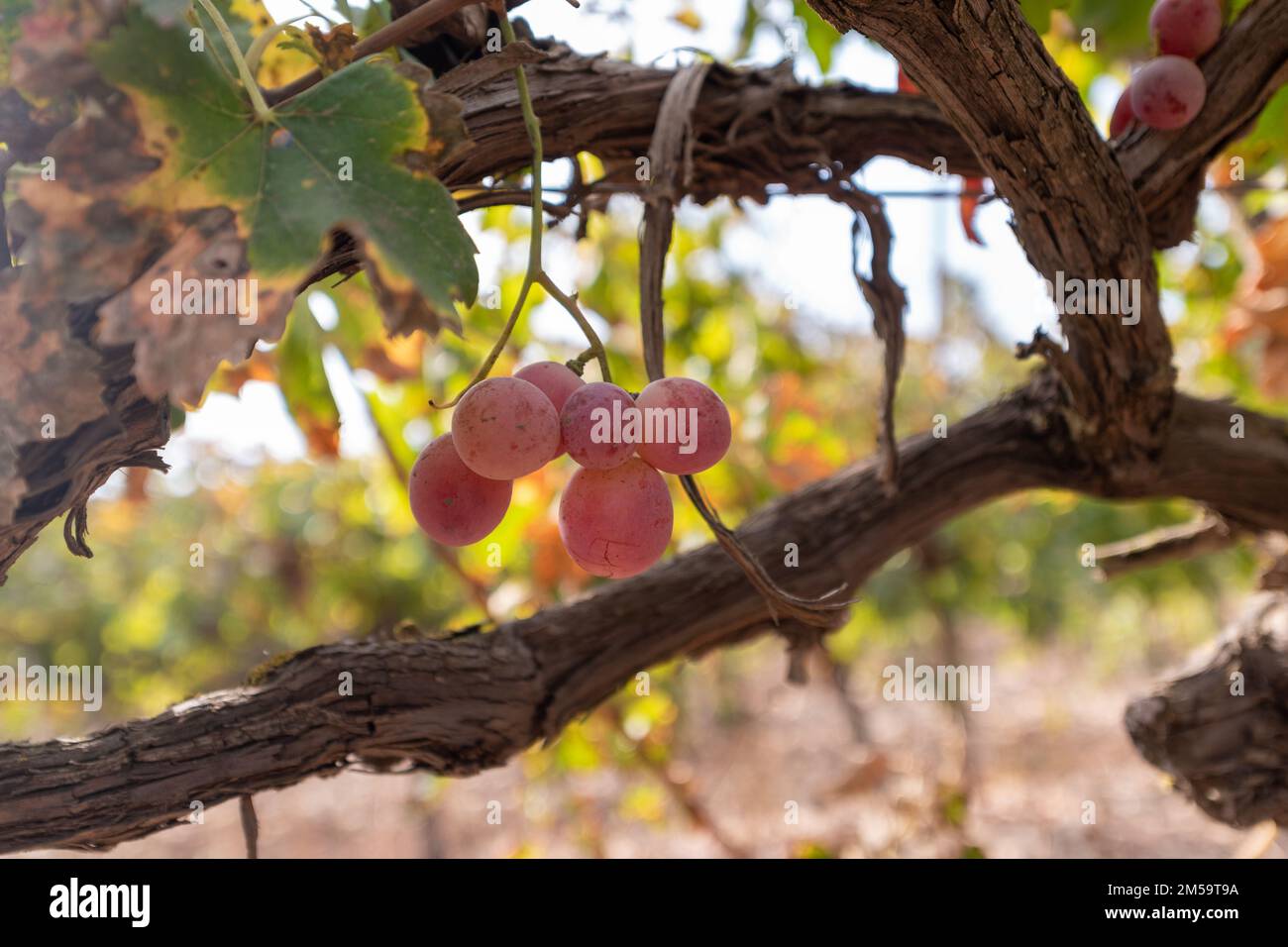 A closeup shot of pinkish grapes on a wine and leaves against the ...