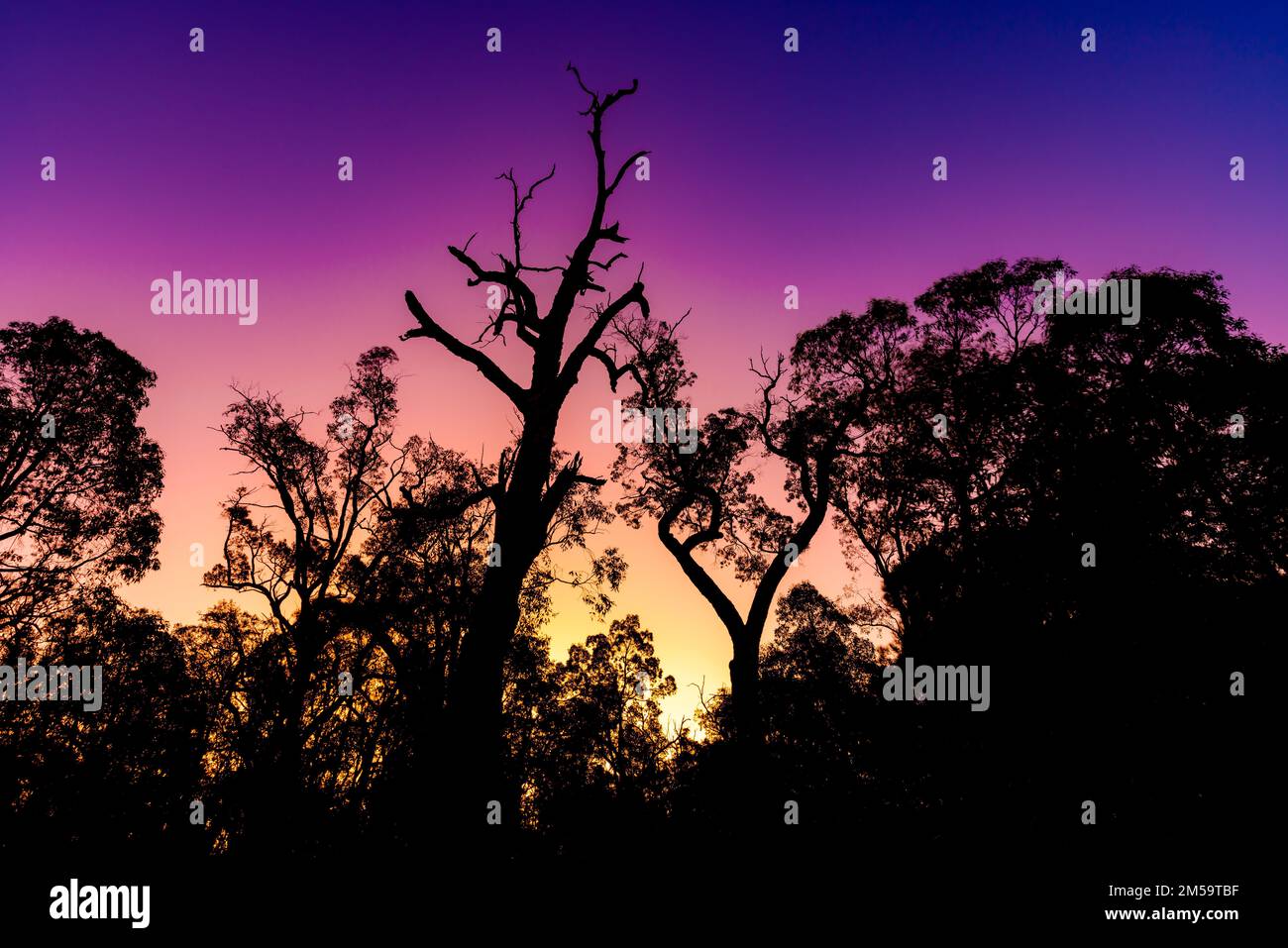 Nightscape tree tips, Serpentine dam, Western Australia Stock Photo - Alamy