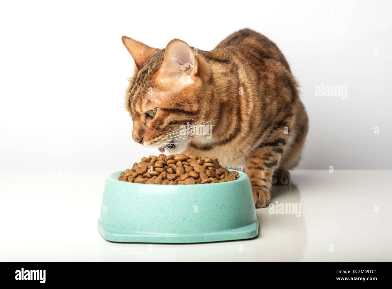 Hungry cat near bowl with dry cat food isolated on white background ...