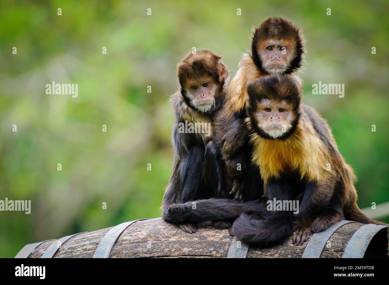 Barrel of monkeys hi-res stock photography and images - Alamy