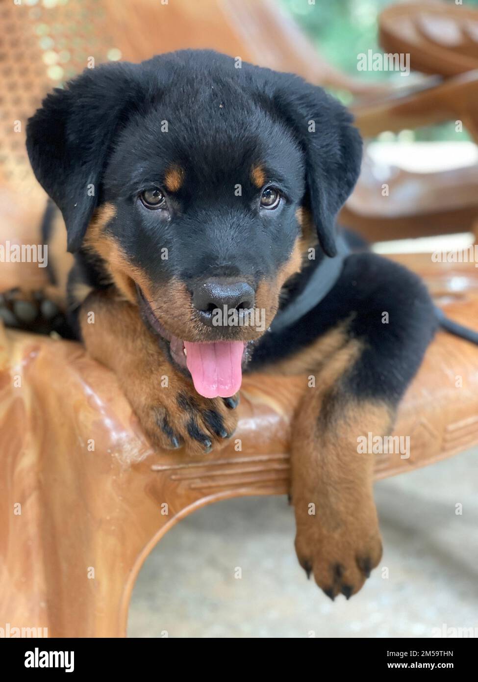 Close up rottweiler puppy hi-res stock photography and images - Alamy
