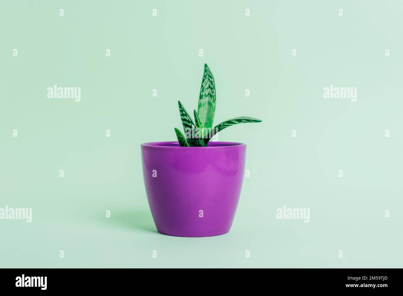 Aloe plant, Aloe Barbadensis in a purple pot on light green background ...