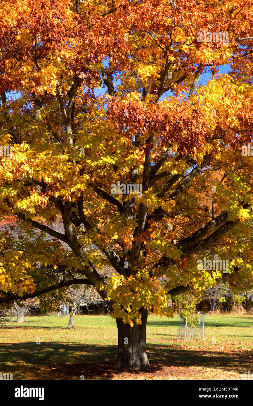 Northern red oak hi-res stock photography and images - Alamy