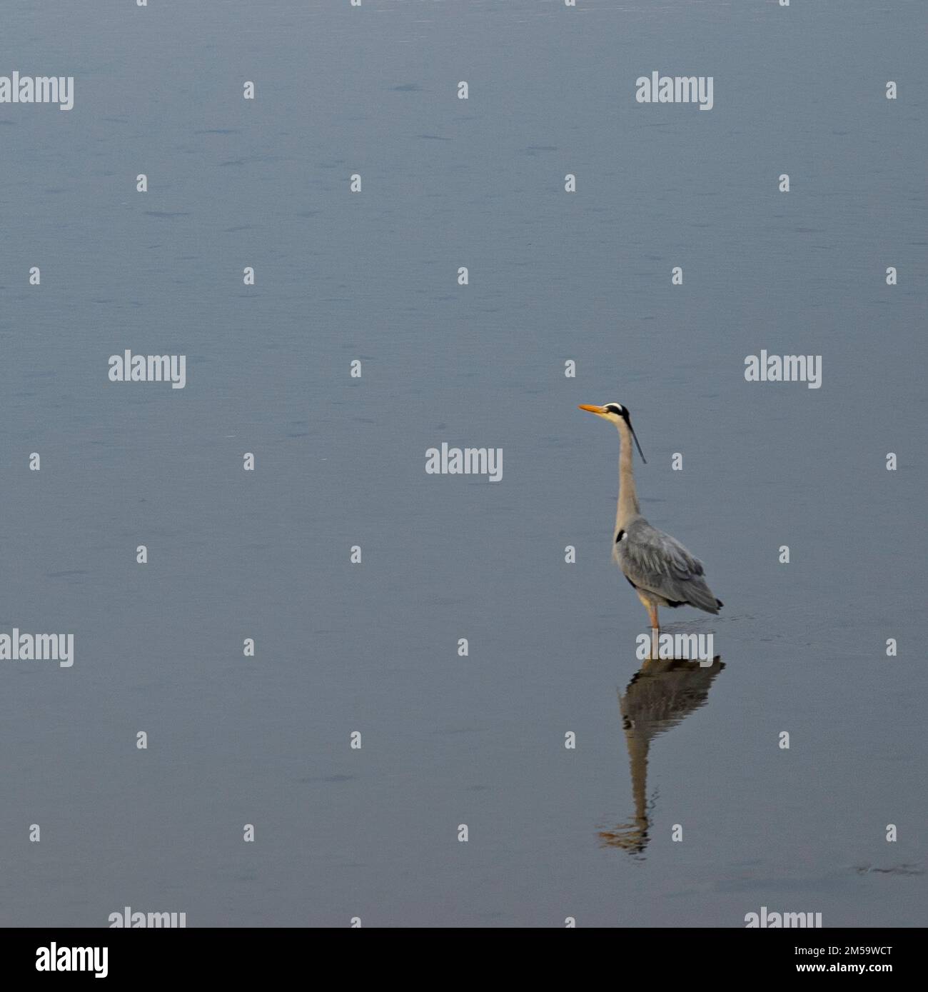 grey heron at silver sands, aberdour, fife, scotland, uk Stock Photo ...