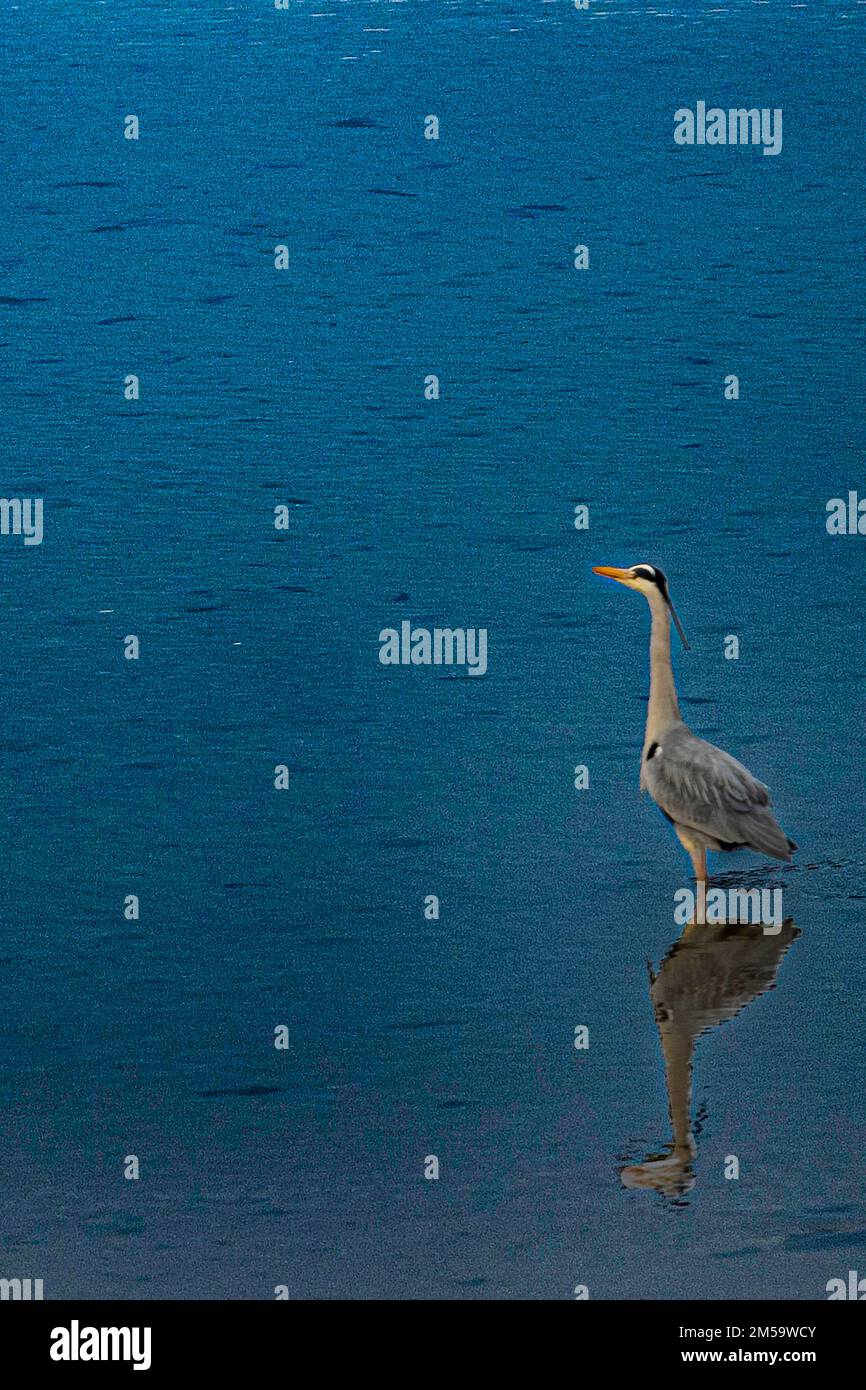 grey heron at silver sands, aberdour, fife, scotland, uk Stock Photo ...