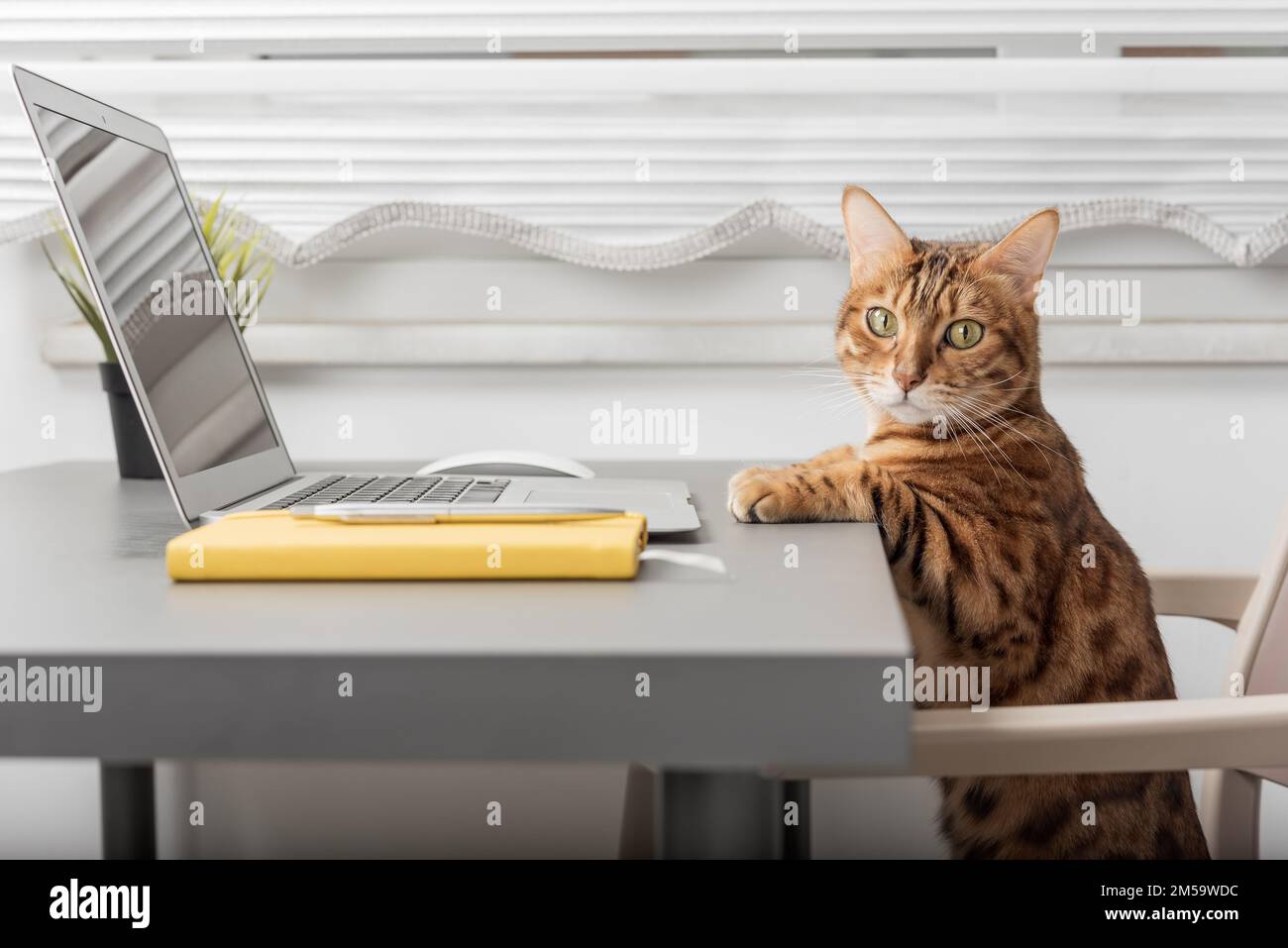 The cat is sitting on the desktop next to a laptop and a notepad, a ...