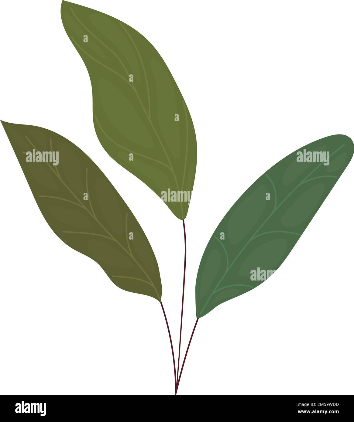 leaves branch illustration Stock Vector Image & Art - Alamy