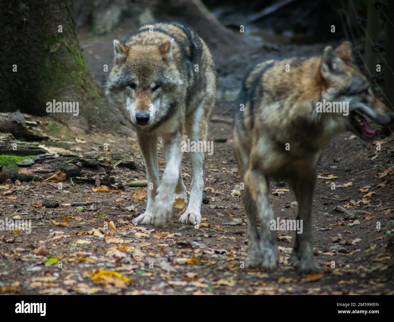 Eurasian wolf , Canis lupus lupus, common wolf Stock Photo - Alamy
