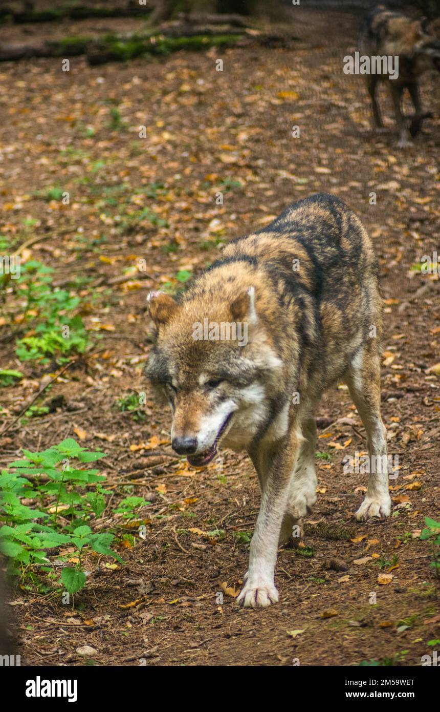 Eurasian wolf , Canis lupus lupus, common wolf Stock Photo - Alamy