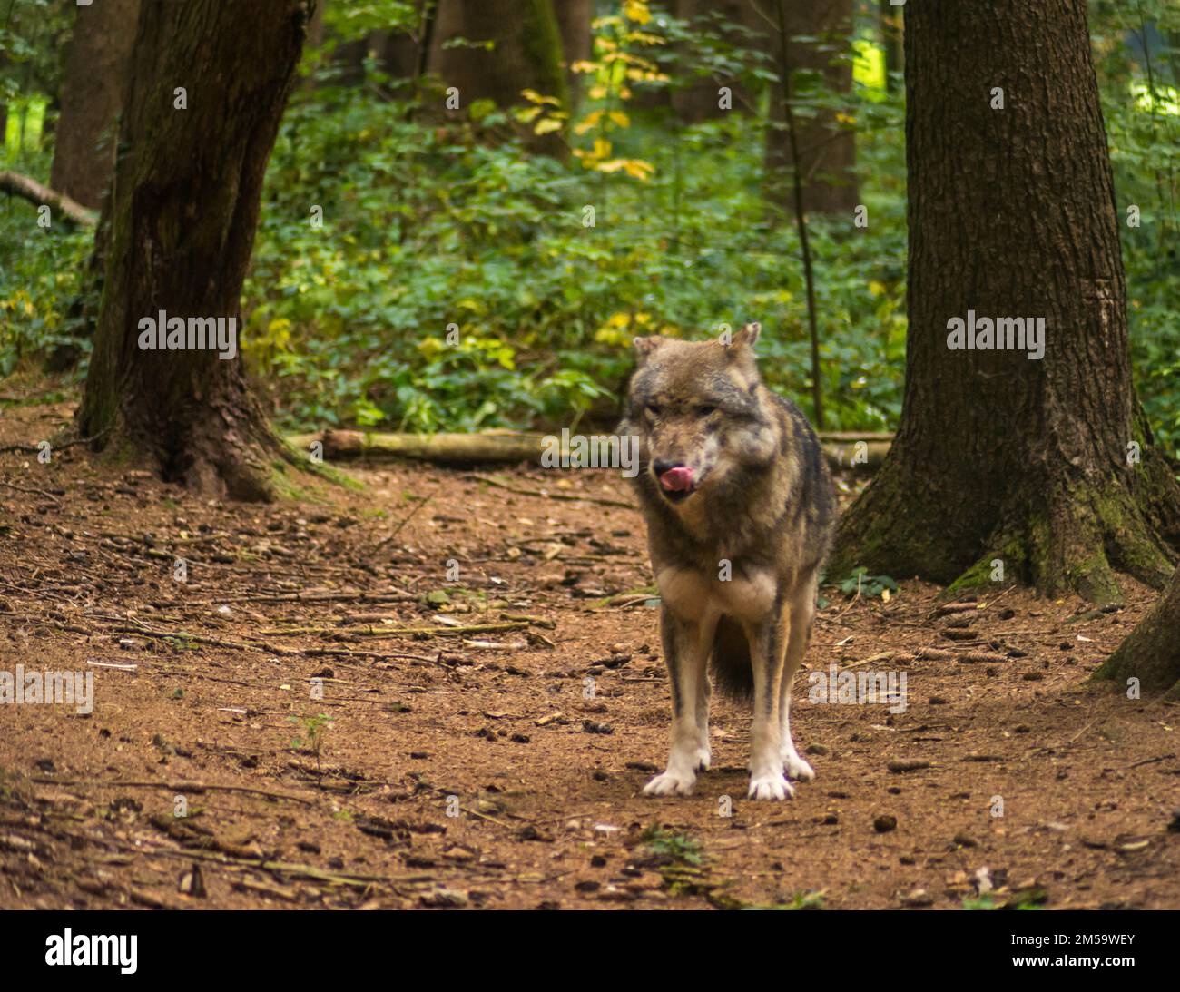 Eurasian wolf , Canis lupus lupus, common wolf Stock Photo - Alamy