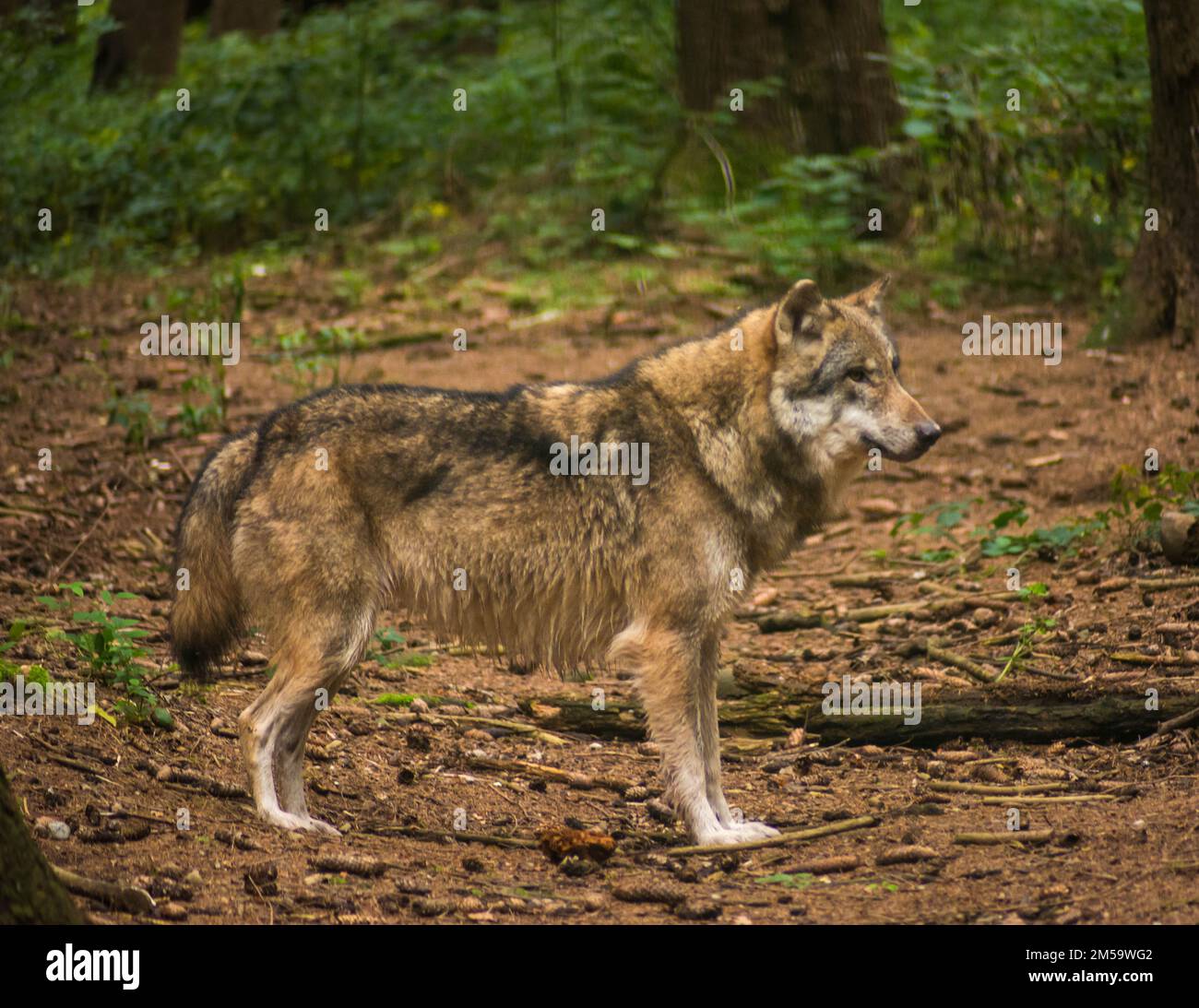 Eurasian wolf , Canis lupus lupus, common wolf Stock Photo - Alamy