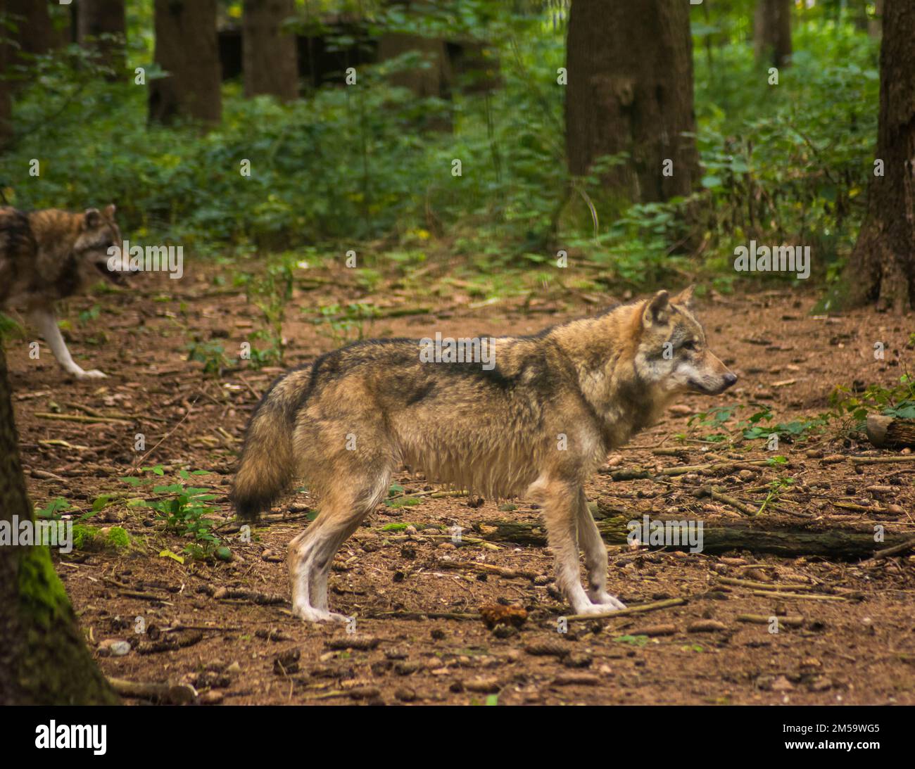 Eurasian wolf , Canis lupus lupus, common wolf Stock Photo - Alamy