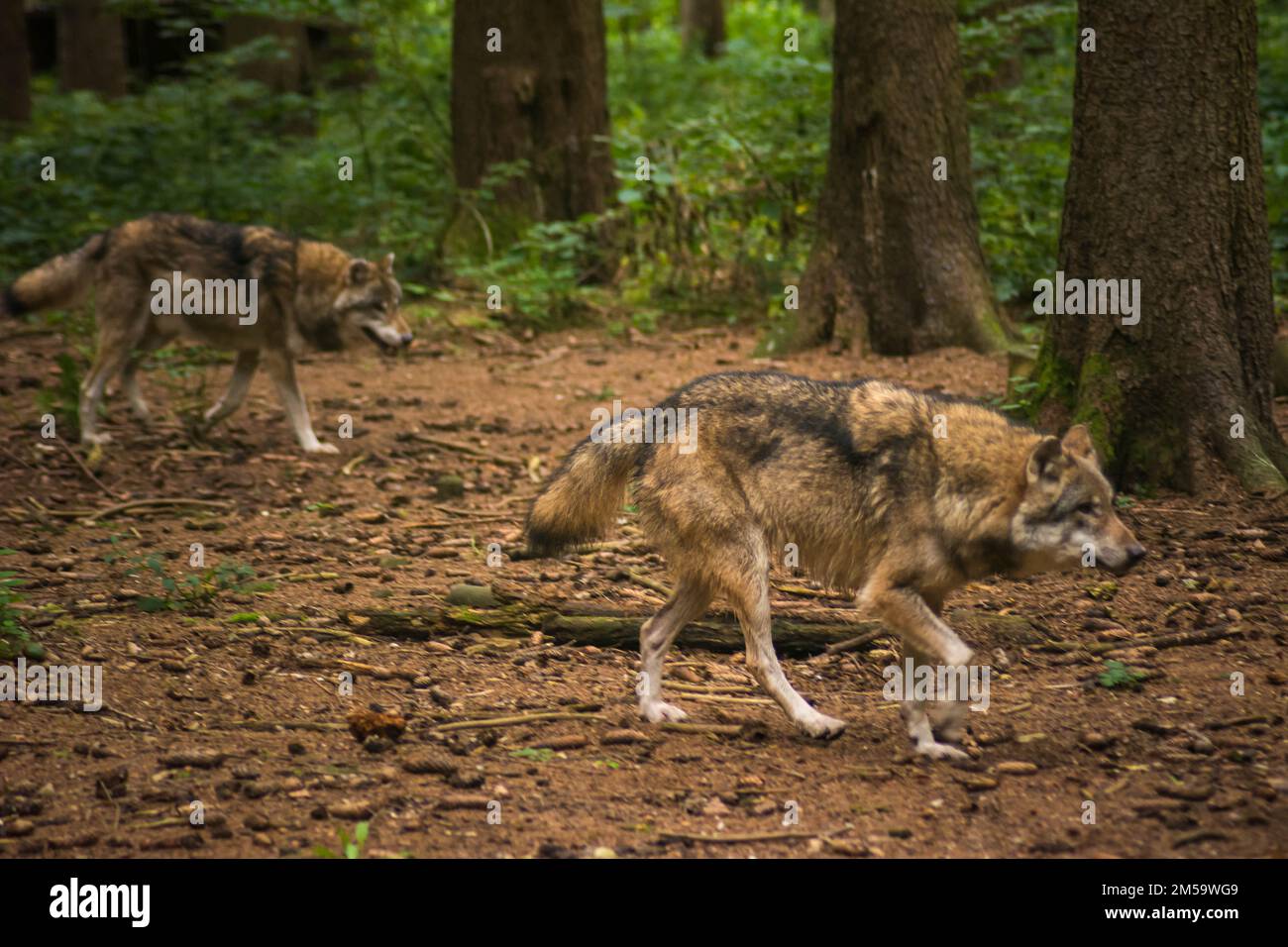 Eurasian wolf , Canis lupus lupus, common wolf Stock Photo - Alamy