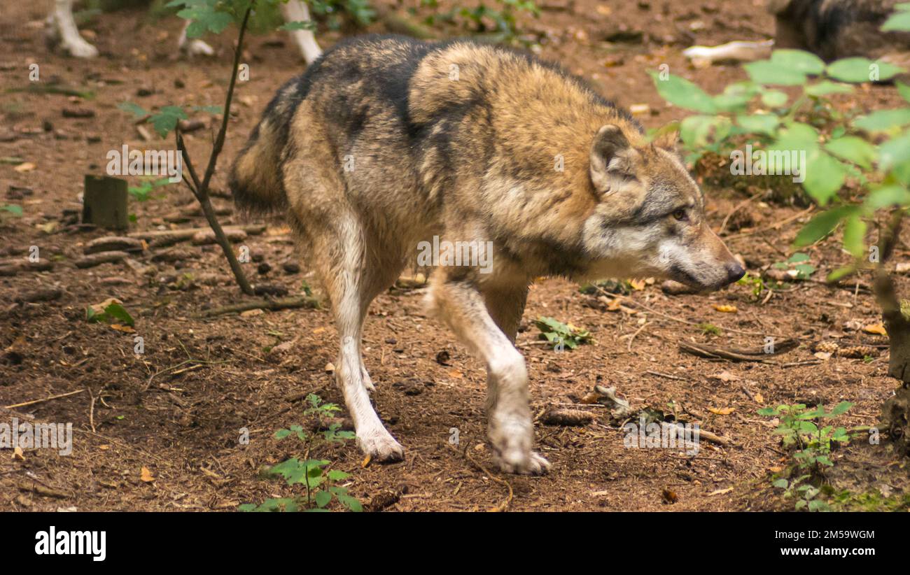 Eurasian wolf , Canis lupus lupus, common wolf Stock Photo - Alamy