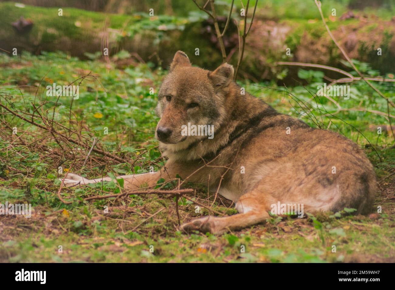 Eurasian wolf , Canis lupus lupus, common wolf Stock Photo - Alamy