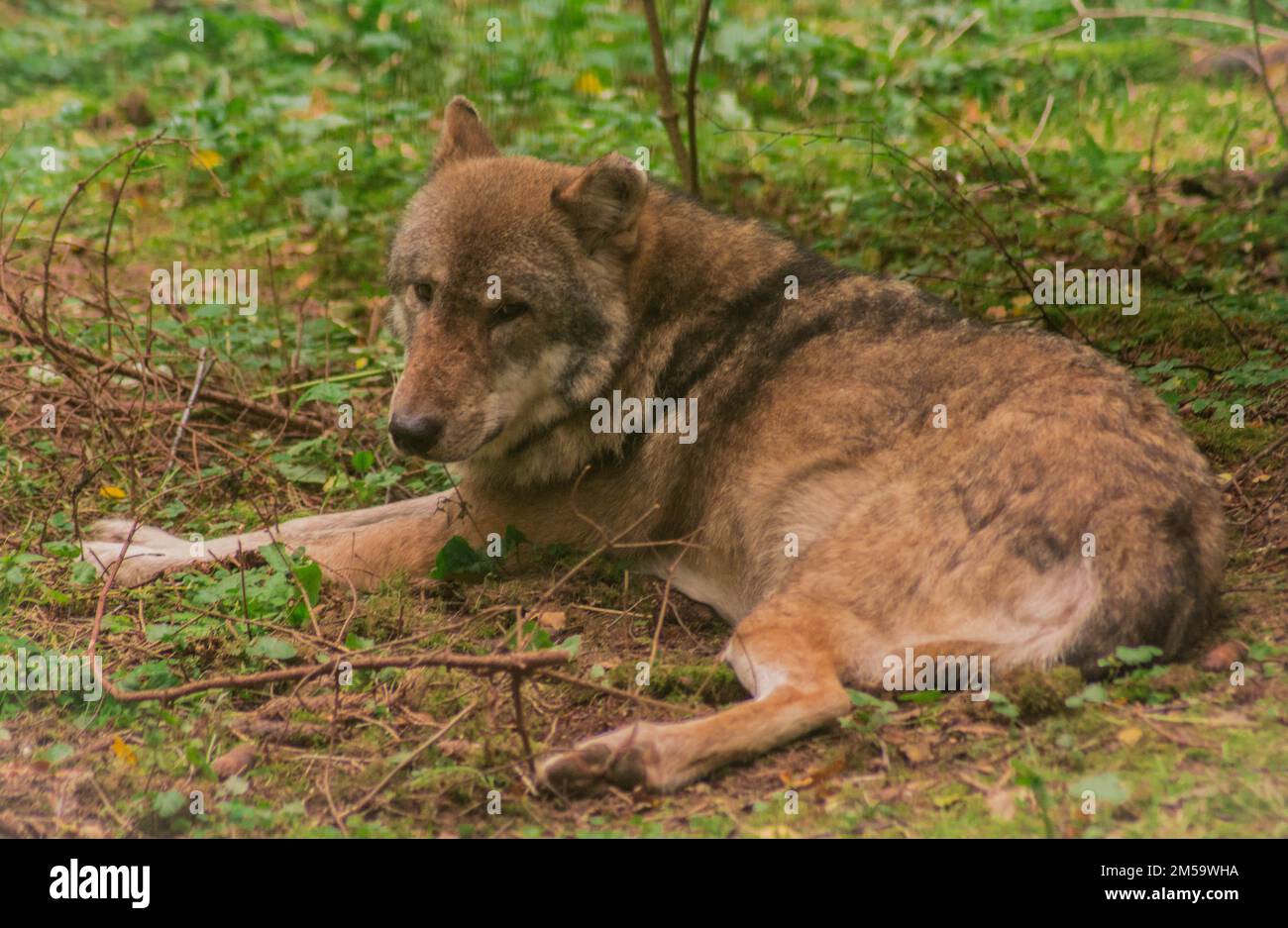 Eurasian wolf , Canis lupus lupus, common wolf Stock Photo - Alamy
