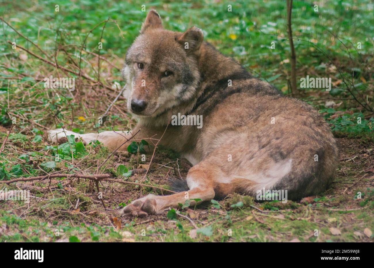 Eurasian wolf , Canis lupus lupus, common wolf Stock Photo - Alamy