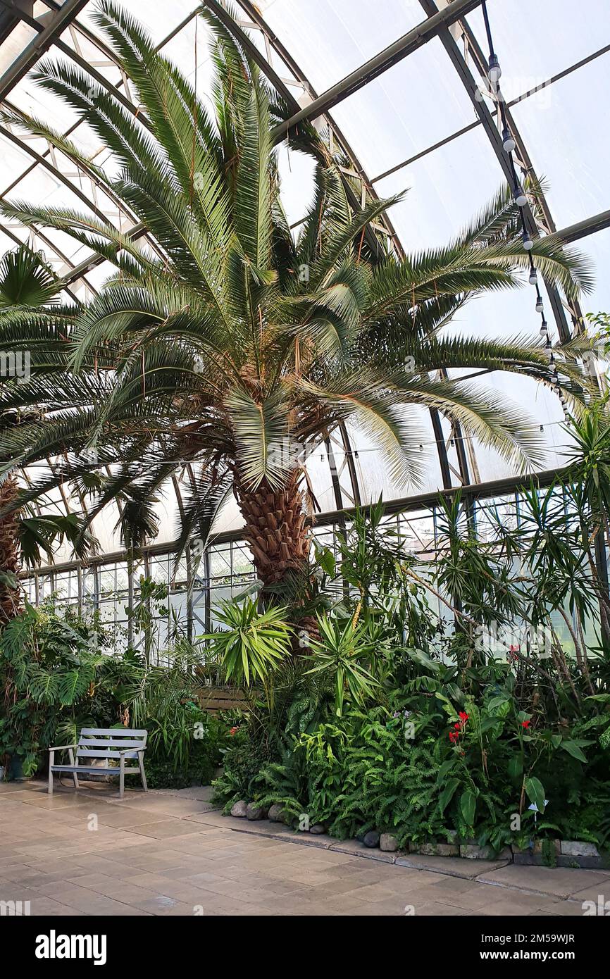 Tropical plants, palm trees and bench in botanical garden. Roof and ...