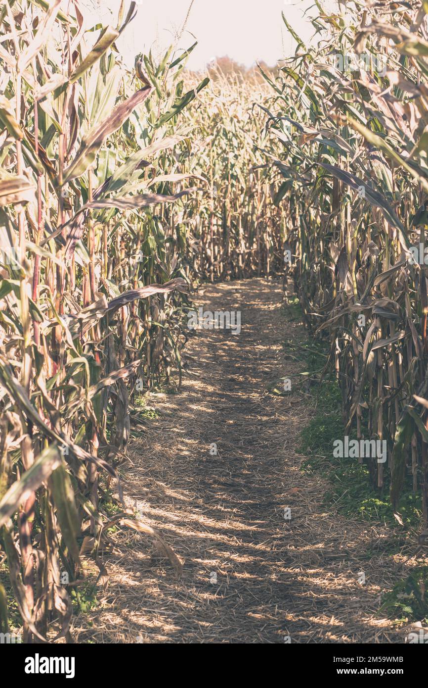 Corn Field, Buffalo, NY, USA Stock Photo - Alamy