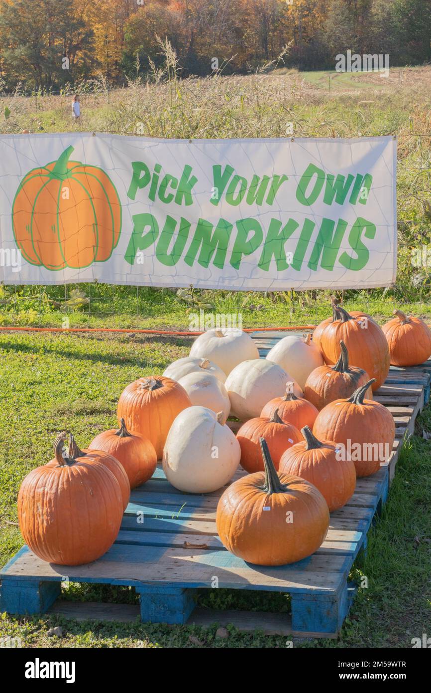Pumpkin farm outside Buffalo, New York State, USA Stock Photo - Alamy