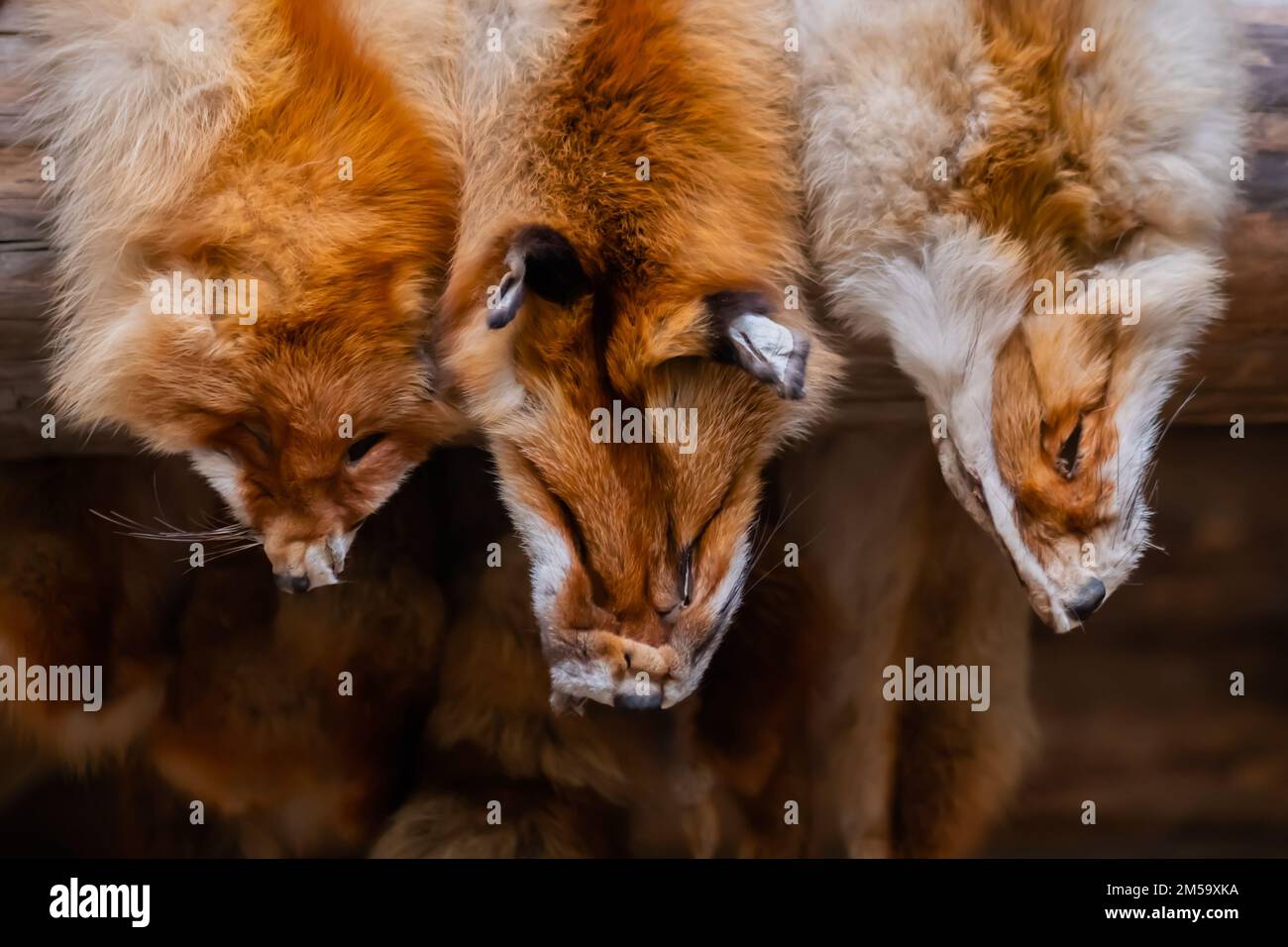 Red fox and cabin hi-res stock photography and images - Alamy