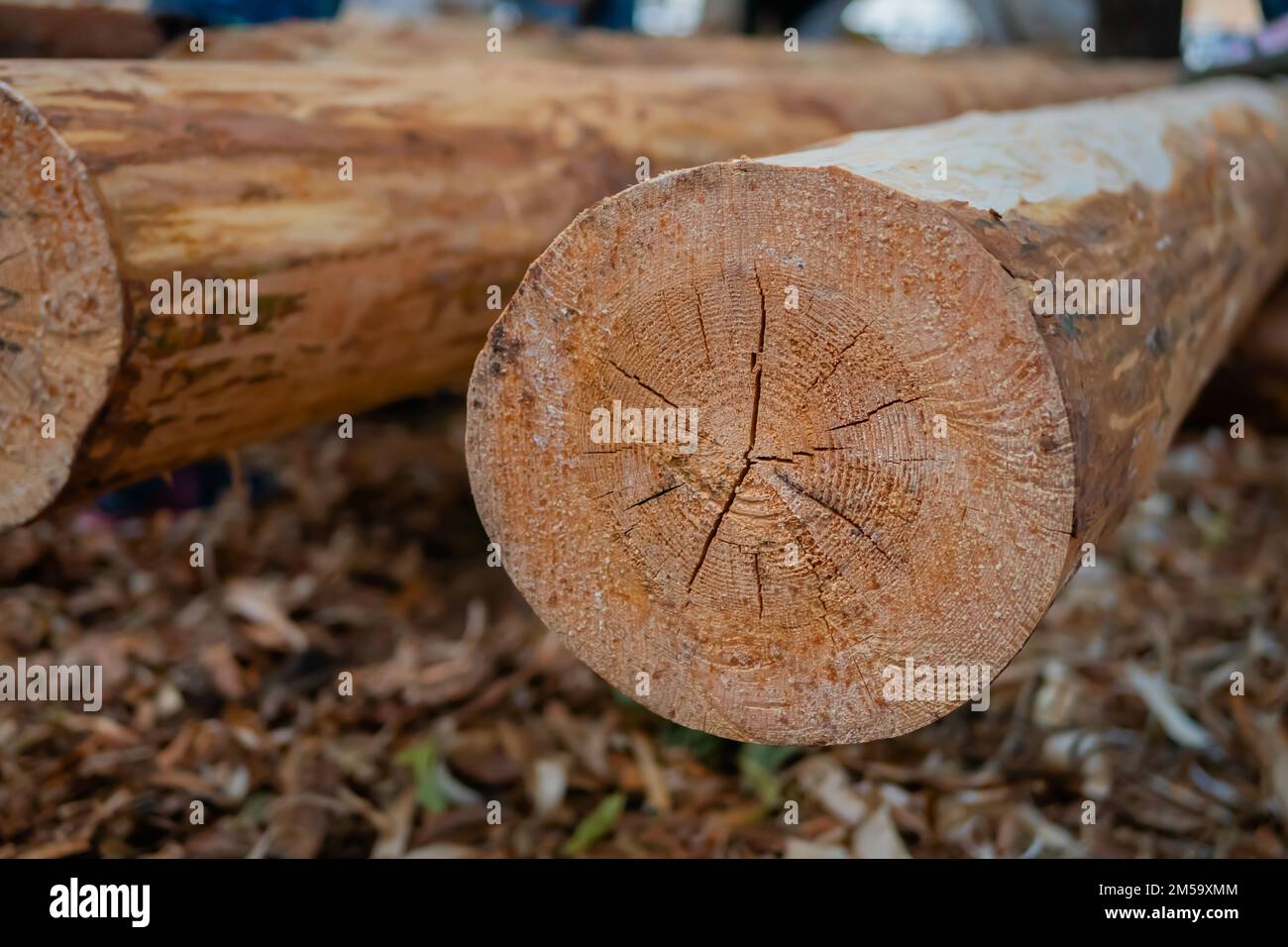 Wooden sawn logs on ground Stock Photo - Alamy