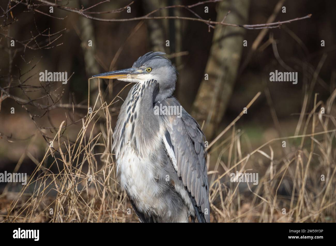 Junger Graureiher / Fischreiher am Schwanenteich Stock Photo - Alamy