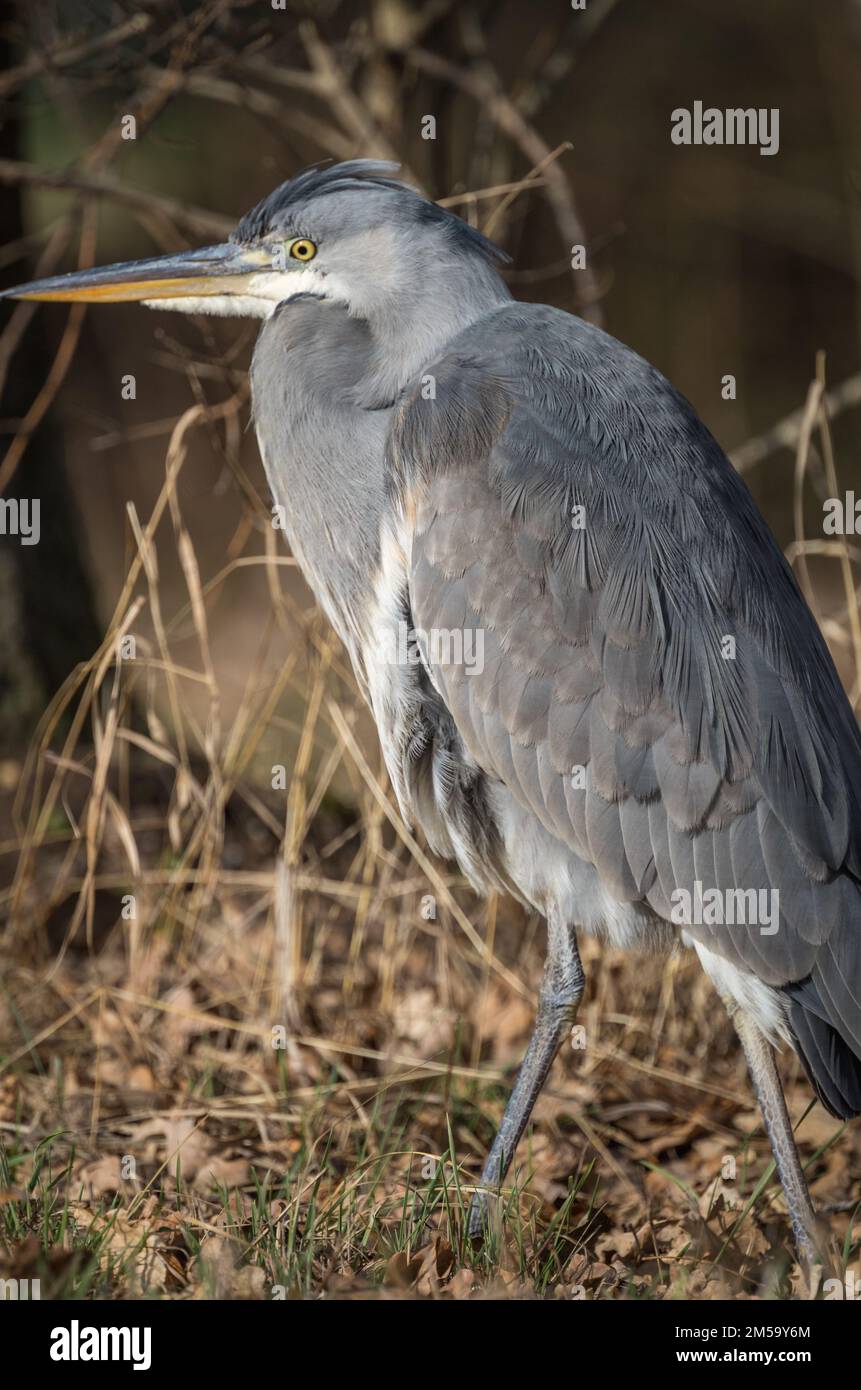 Junger Graureiher / Fischreiher am Schwanenteich Stock Photo - Alamy