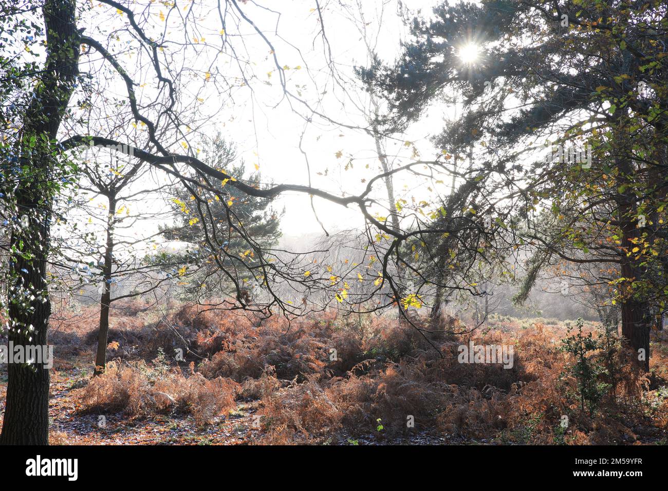 Aerial view of sutton park hi-res stock photography and images - Alamy
