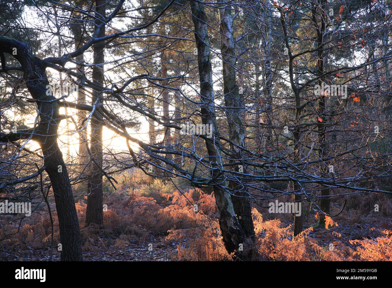 Aerial view of sutton park hi-res stock photography and images - Alamy